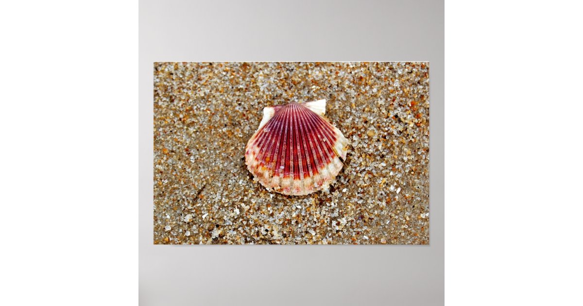 Scallop Shell Poster | Zazzle