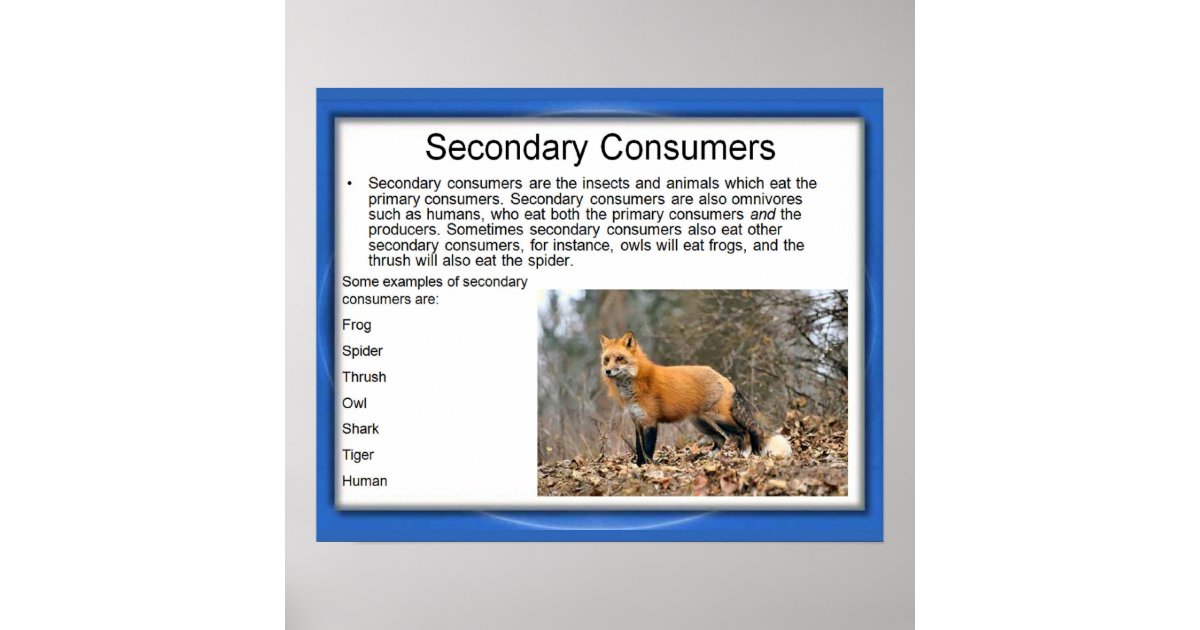 Science,Food chain, secondary Consumers Poster | Zazzle