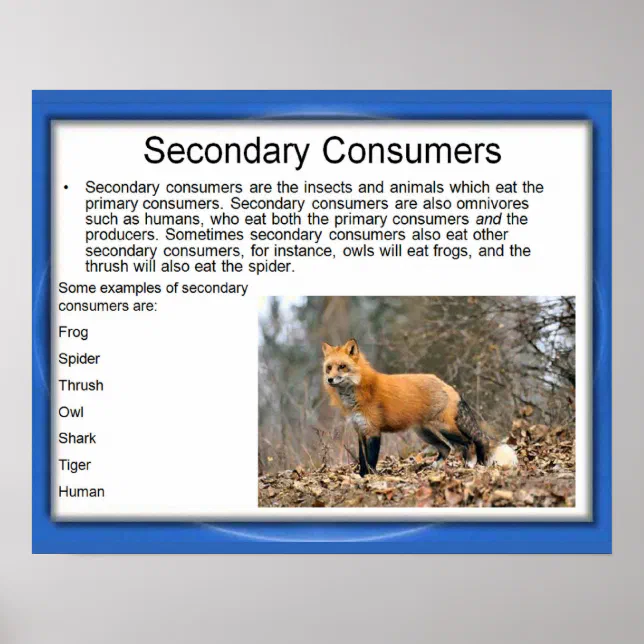 Science,Food chain, secondary Consumers Poster | Zazzle