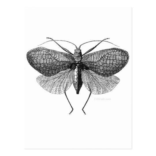 scientific illustration of moth postcard | Zazzle.co.uk
