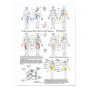 Sclerotome Visceral Pain Referral Chart | Zazzle