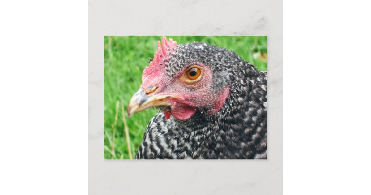 Scots Grey Hen - Poultry Postcard | Zazzle