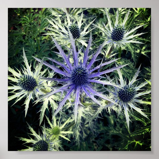 Scottish Thistle Art Print | Zazzle.co.uk