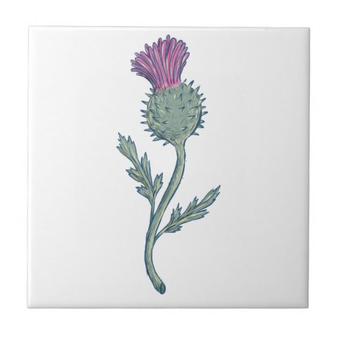 Scottish Thistle Decorative Ceramic Tiles | Zazzle
