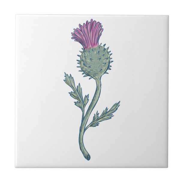 Scottish Thistle Decorative Ceramic Tiles | Zazzle