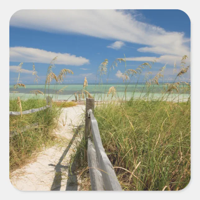 Sea oats Uniola paniculata) growing by beach, Square Sticker | Zazzle