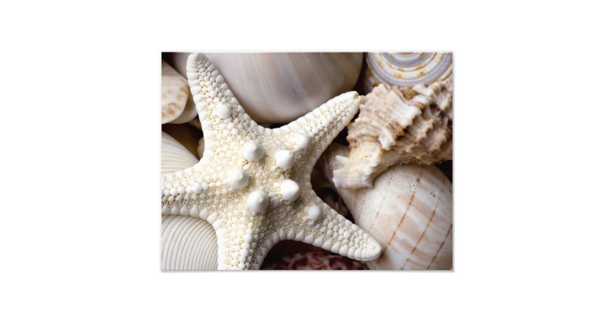 Sea Shell Starfish Background - Beach Shells Photo Print | Zazzle