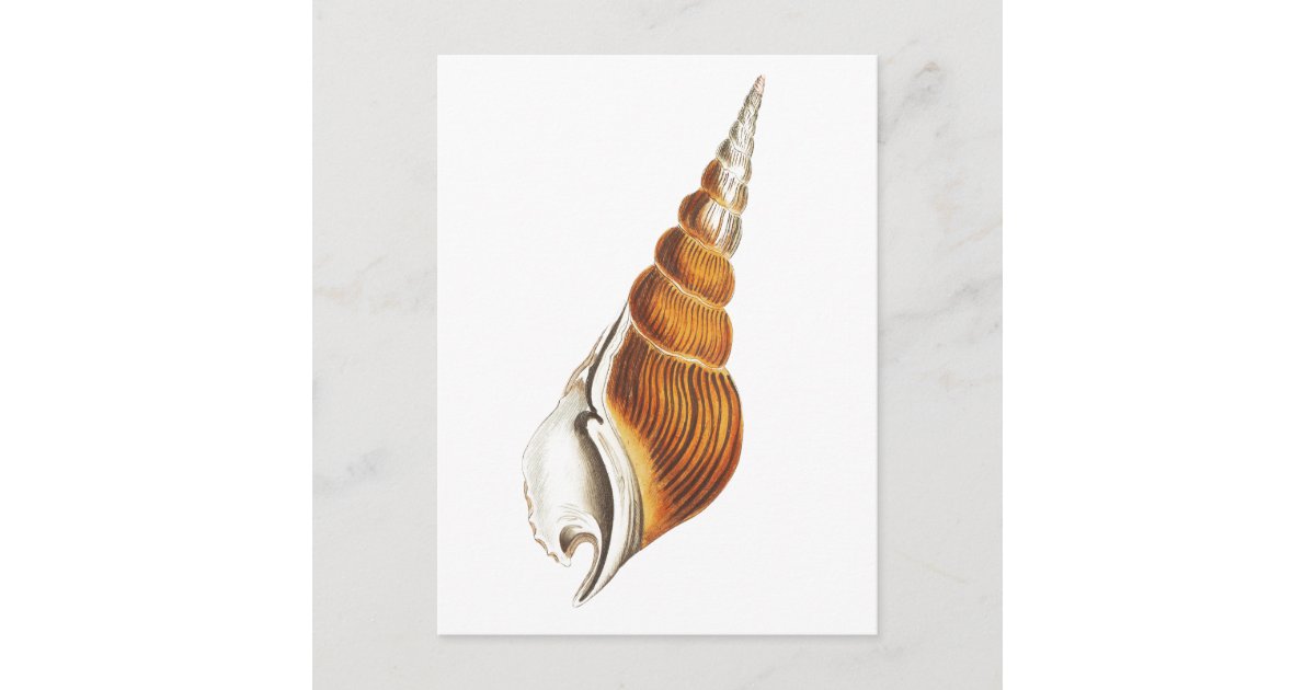 "SEA SPINDLE" SEASHELLS SEALIFE POSTCARD | Zazzle