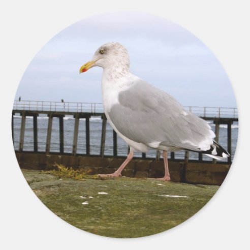 Seagull Stickers & Labels | Zazzle UK