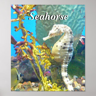 Seahorse Posters | Zazzle.co.uk