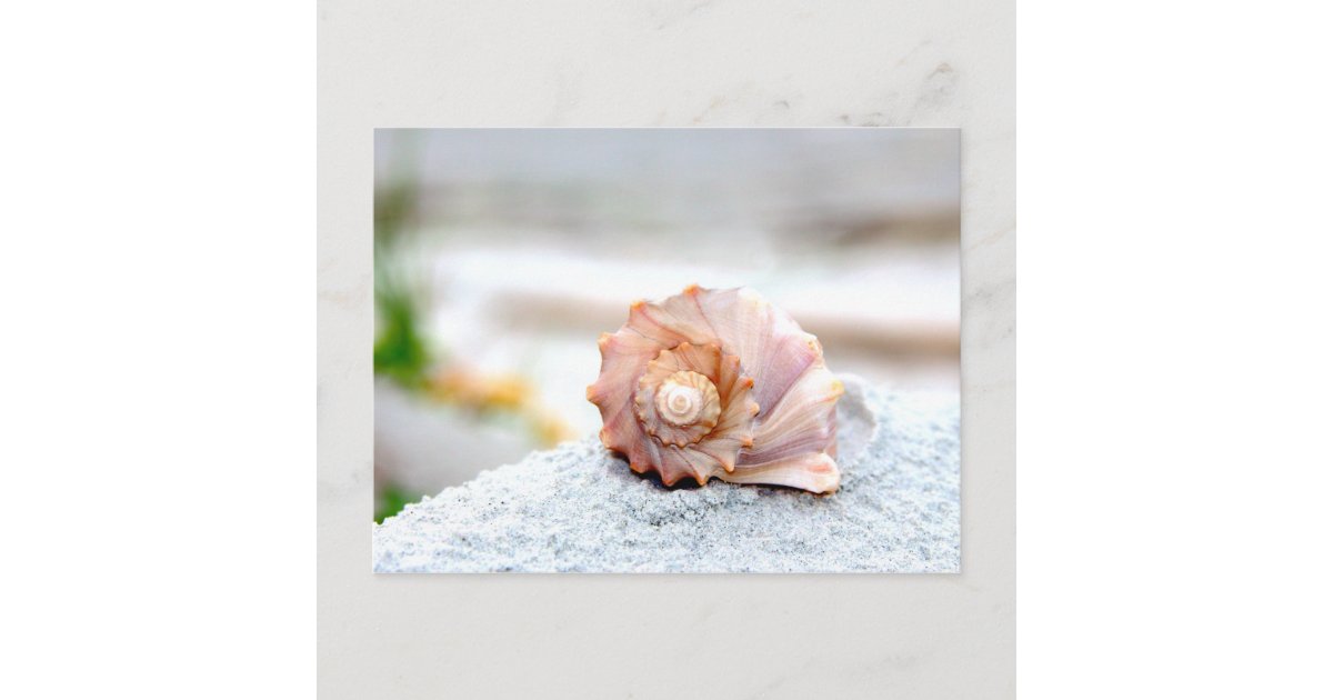 Seashell Postcard | Zazzle