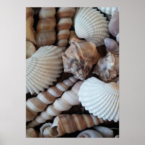 Seashell Posters & Prints | Zazzle UK