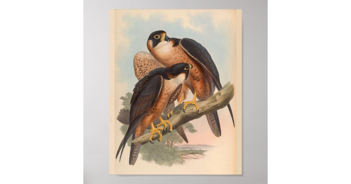 Shaheen Falcon Bird Vintage Art Print | Zazzle