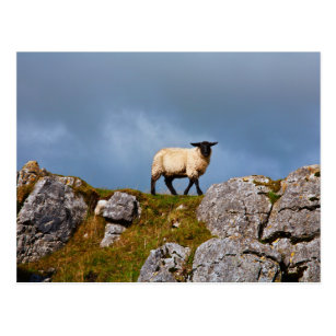 Black Sheep Postcards | Zazzle UK