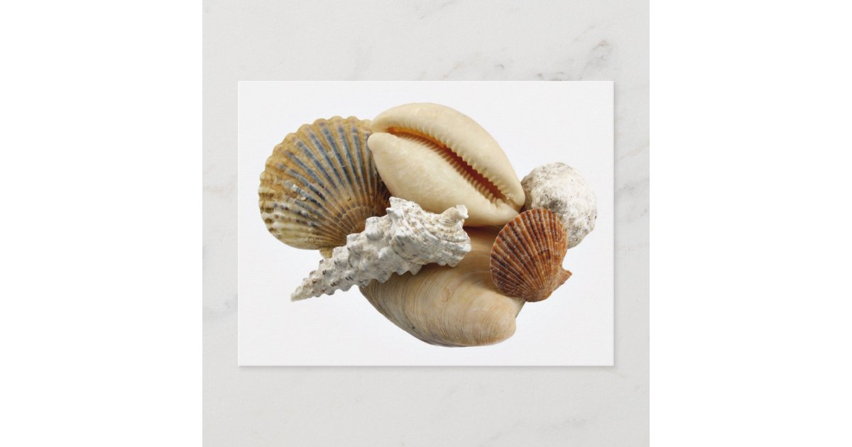 Shells Postcard | Zazzle