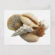 Shells Postcard | Zazzle