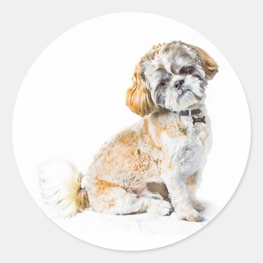 Shih Tzu Dog Stickers | Zazzle.co.uk