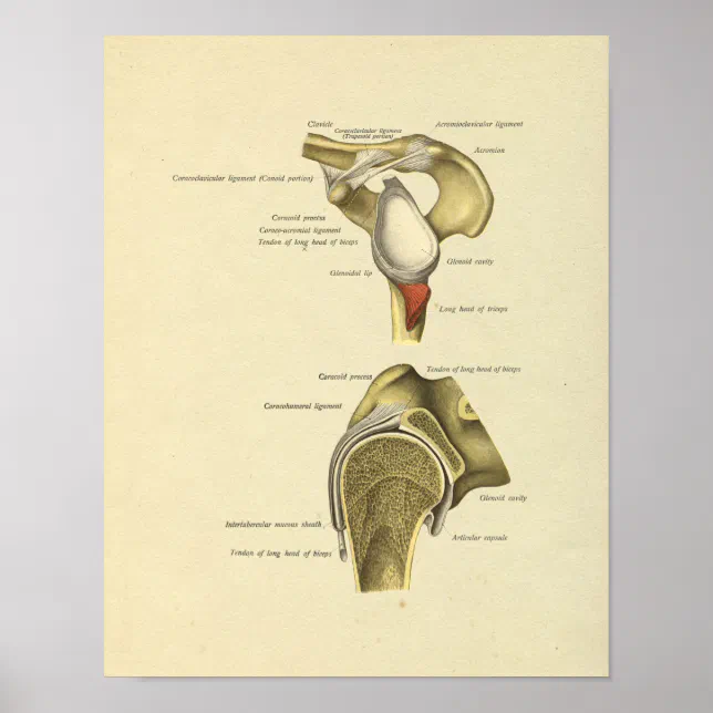 Shoulder Joint Ligaments Anatomy Print | Zazzle
