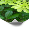 Shrubbery Poster | Zazzle