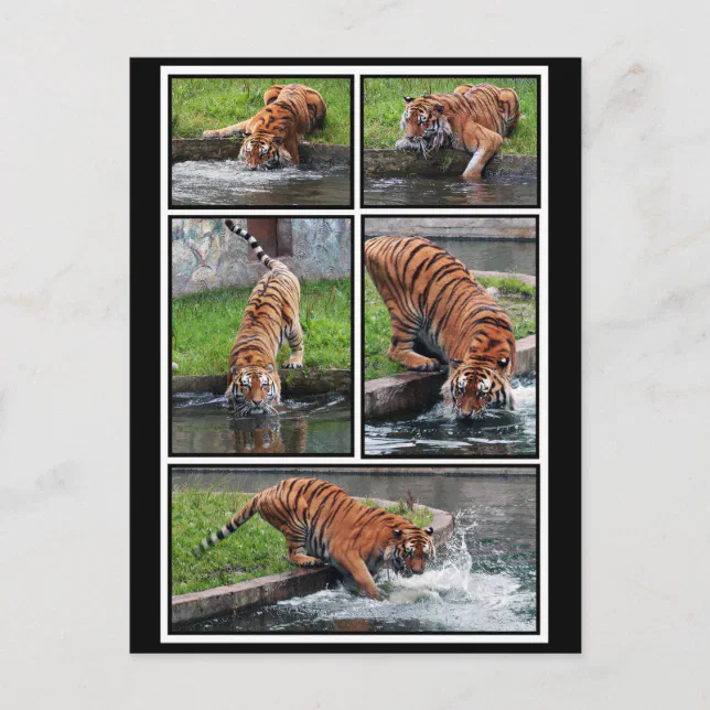 Siberian tiger postcard | Zazzle