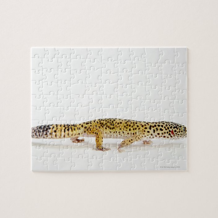 Side view of leopard gecko lizard jigsaw puzzle | Zazzle.co.uk