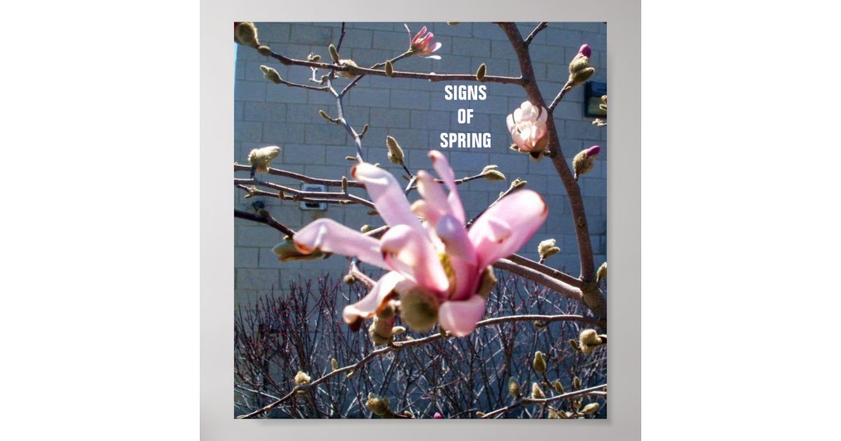 SIGNS OF SPRING poster | Zazzle