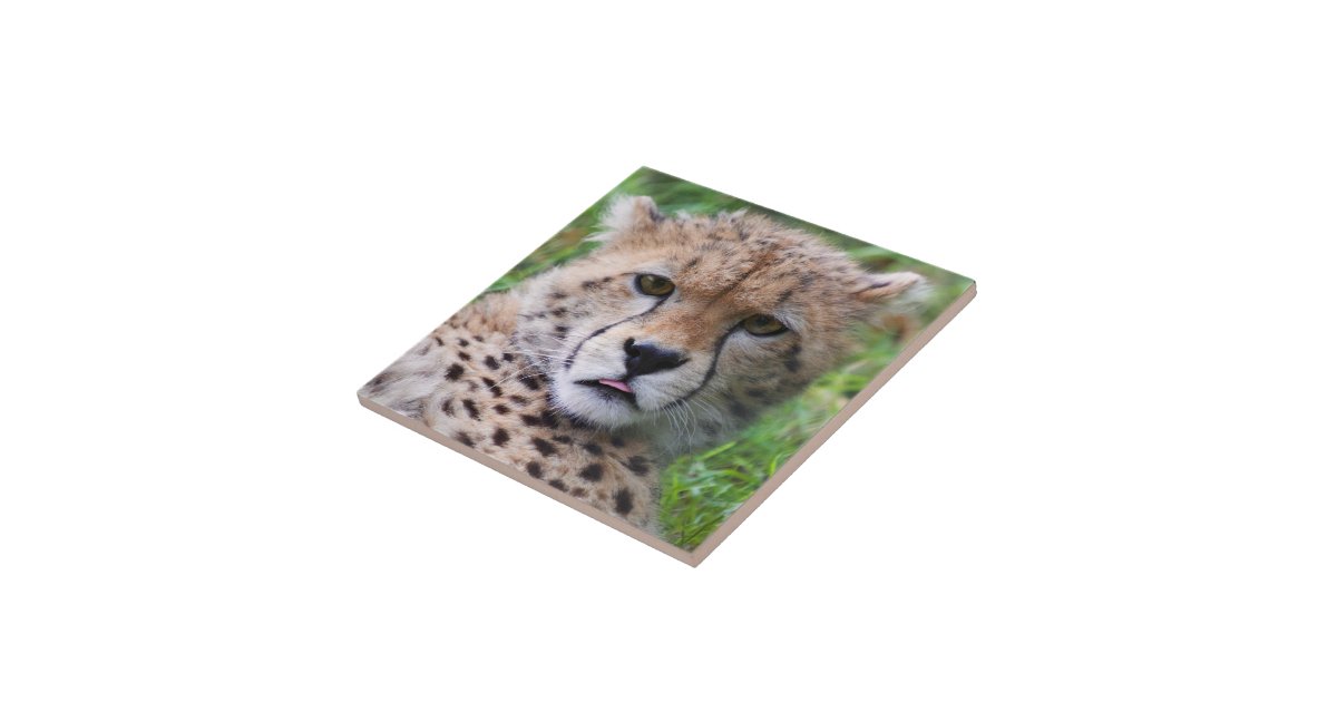 Silly Cheetah Cub Tile | Zazzle