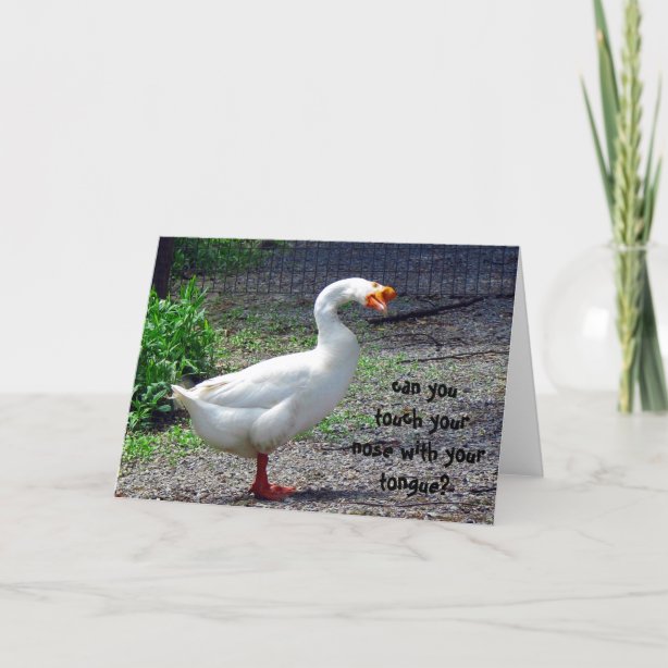 Goose Birthday Cards | Zazzle UK