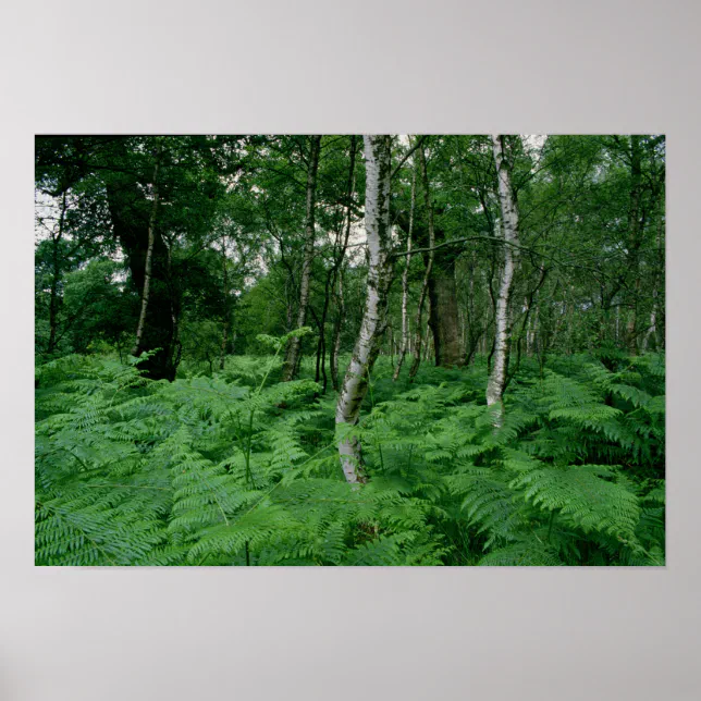 Silver birch trees and ferns, Sherwood Forest Poster | Zazzle