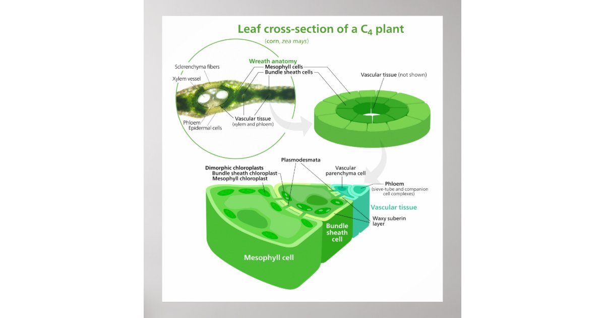 Simplified C4 Photosynthesis Diagram Poster | Zazzle