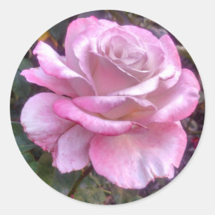 Love Flowers Pink Rose Stickers & Labels | Zazzle UK