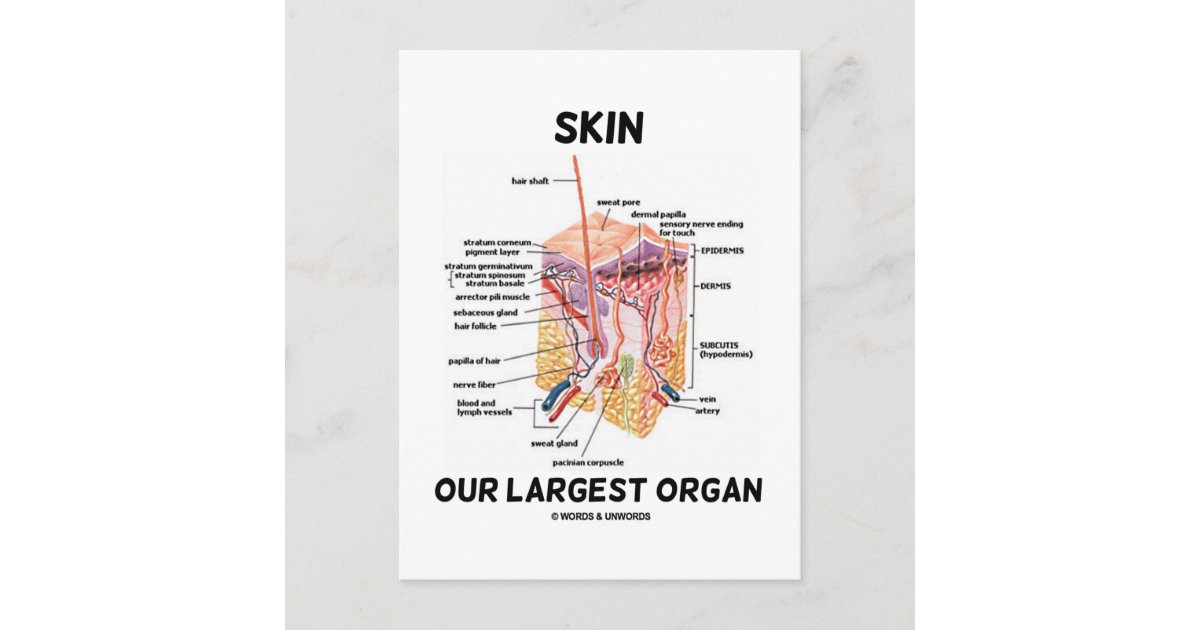 Skin Our Largest Organ (Dermal Layers) Postcard | Zazzle