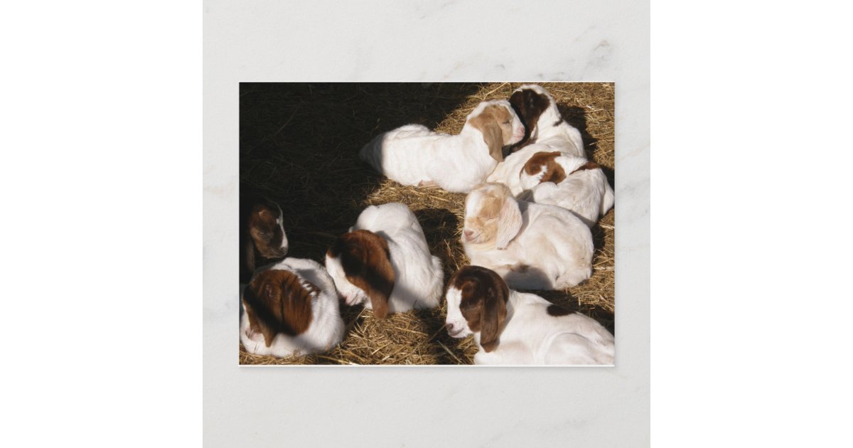Sleepy Baby Goats Postcard | Zazzle