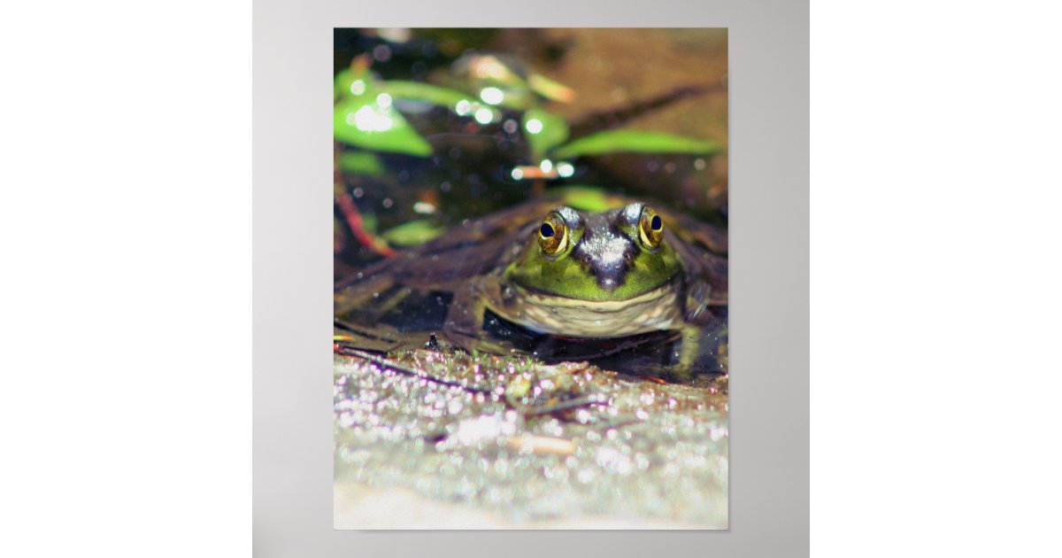 Smiling Bullfrog Animal Poster | Zazzle