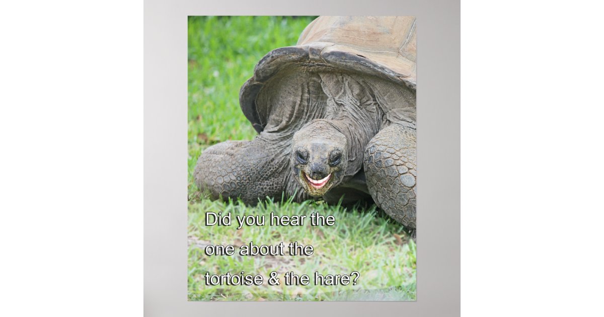 Smiling Tortoise Poster | Zazzle