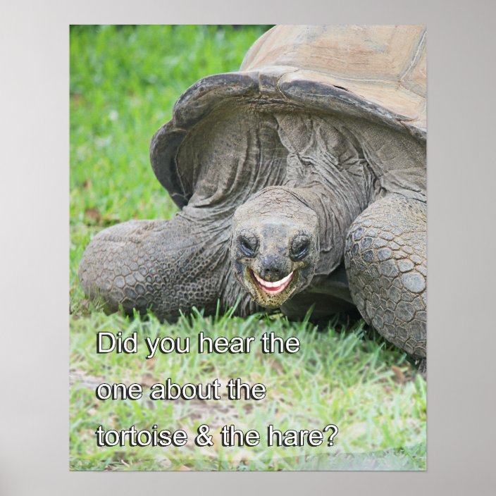 Smiling Tortoise Poster | Zazzle