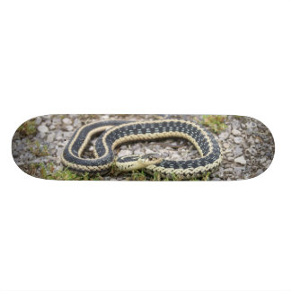 Snake Skateboard Decks | Zazzle.co.uk