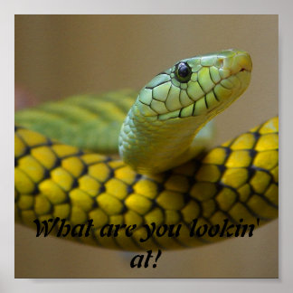 Snake Posters | Zazzle.co.uk
