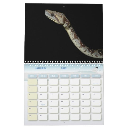 Snakes 16 months Calender Calendar | Zazzle.co.uk