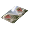 Snow Monkey Couple, Japanese Macaque, Magnet | Zazzle