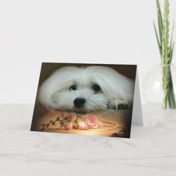 Maltese Birthday Cards | Zazzle UK