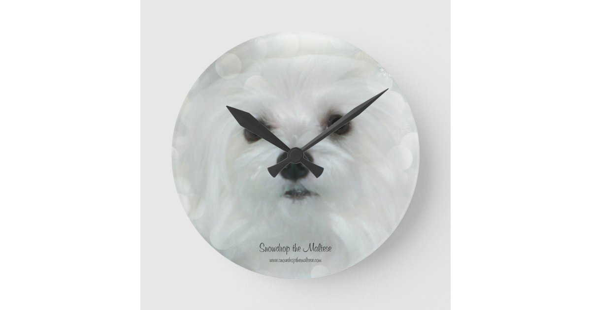 Snowdrop the Maltese Clock | Zazzle