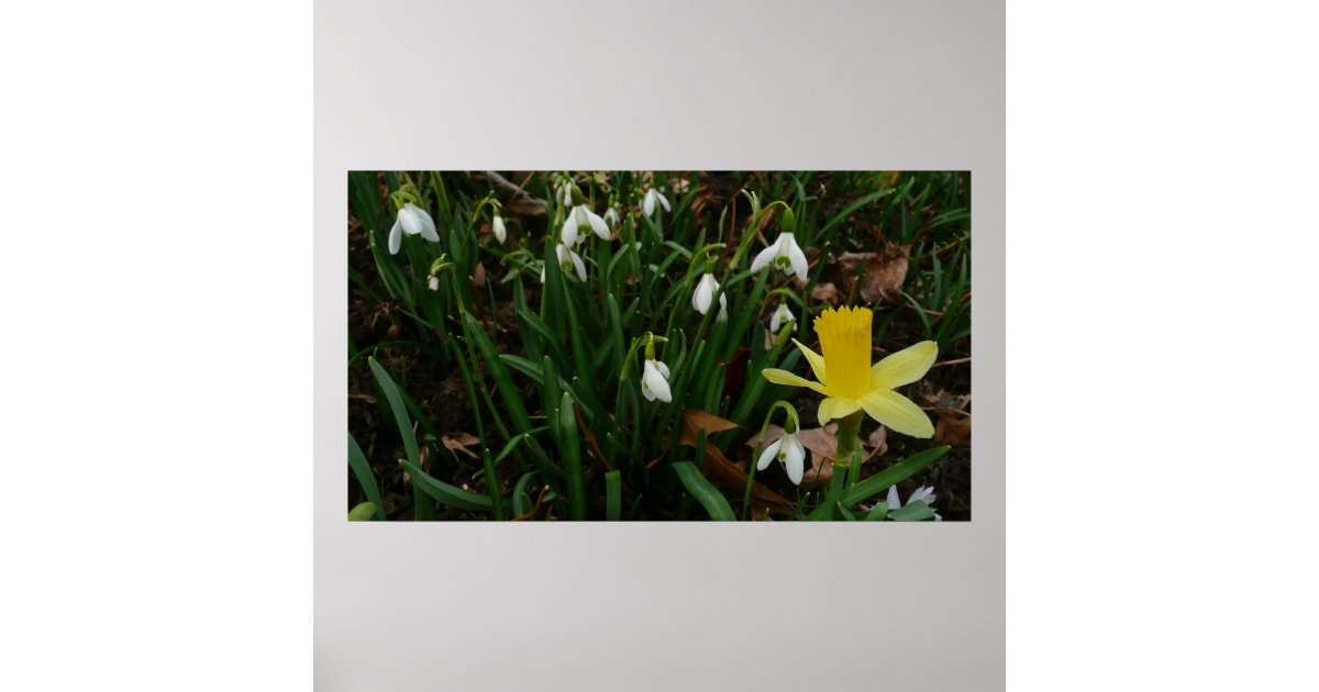 Snowdrops and Daffodil Spring Floral Poster | Zazzle