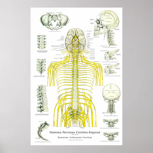 Spanish Spinal Nerves Subluxations Chiropractic Poster | Zazzle