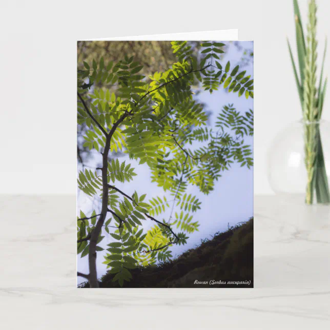 Species: Rowan Card | Zazzle