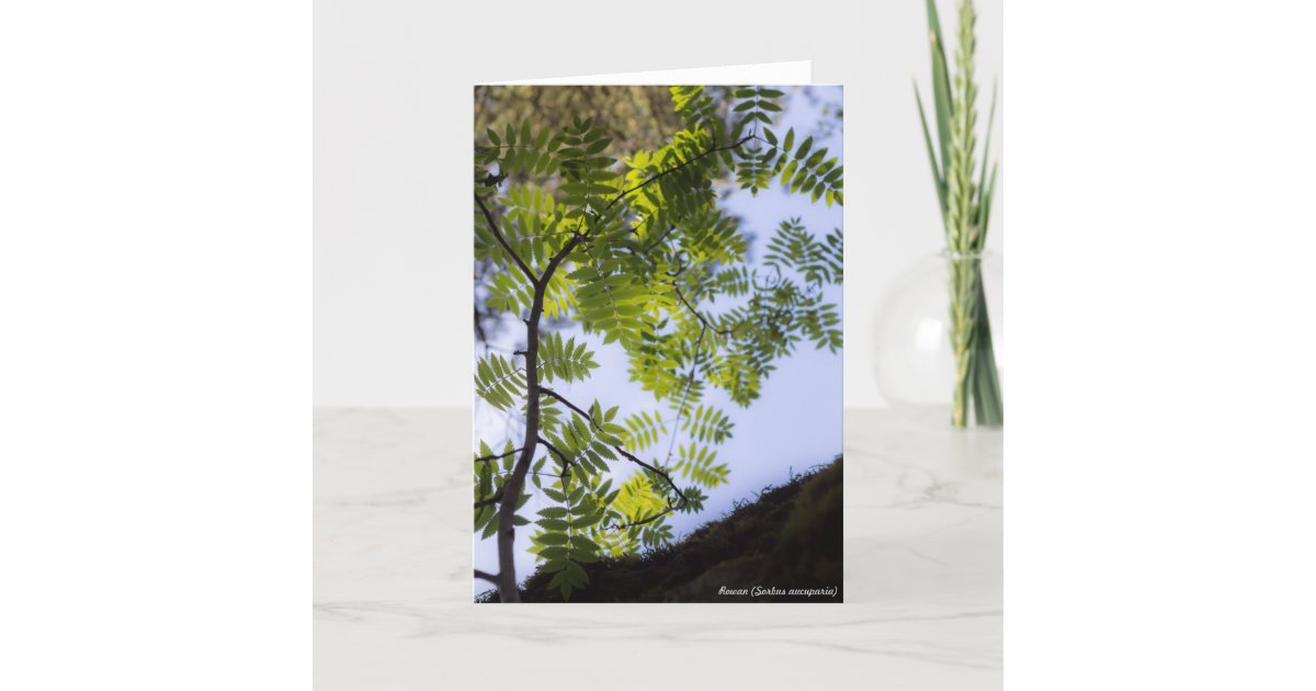 Species: Rowan Card | Zazzle