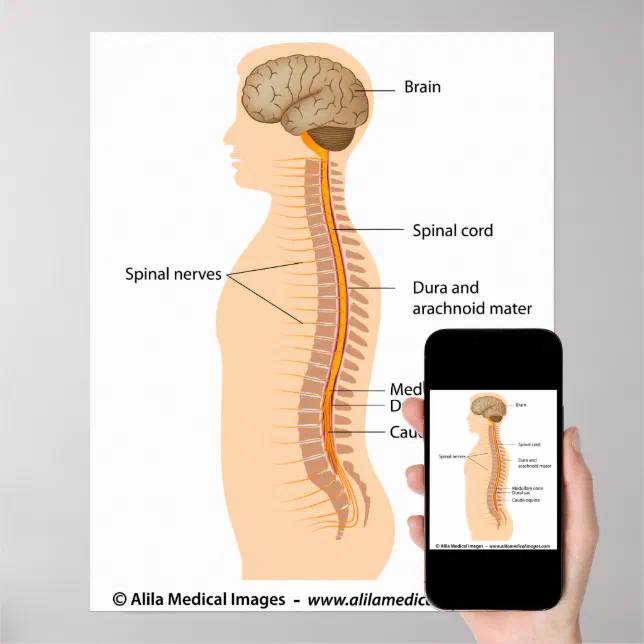 Spinal cord anatomy, labeled drawing. poster | Zazzle