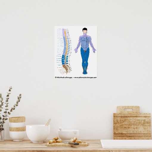 Spinal cord and dermatome map poster | Zazzle