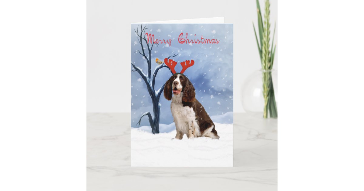 springer spaniel christmas card - springer spanie | Zazzle