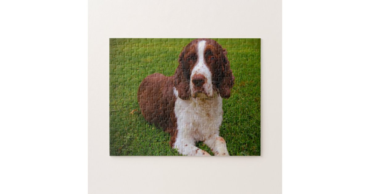 Springer Spaniel Dog Jigsaws. Jigsaw Puzzle | Zazzle